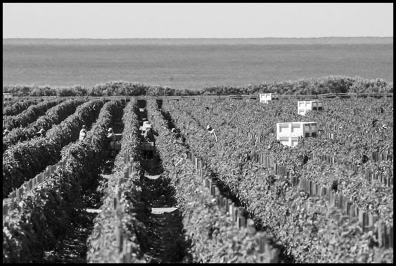 Guest farm workers face exploitation, harsh conditions – People's World