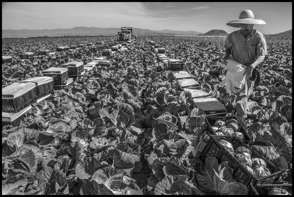 A tribute to cabbage and its harvesters – People's World